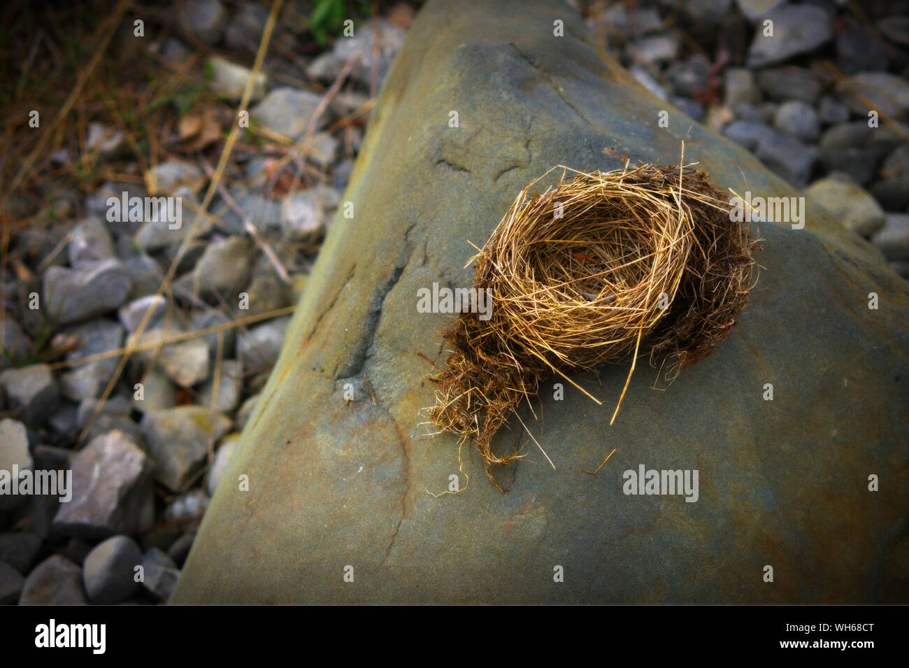 Rock nest hi-res stock photography and images - Alamy