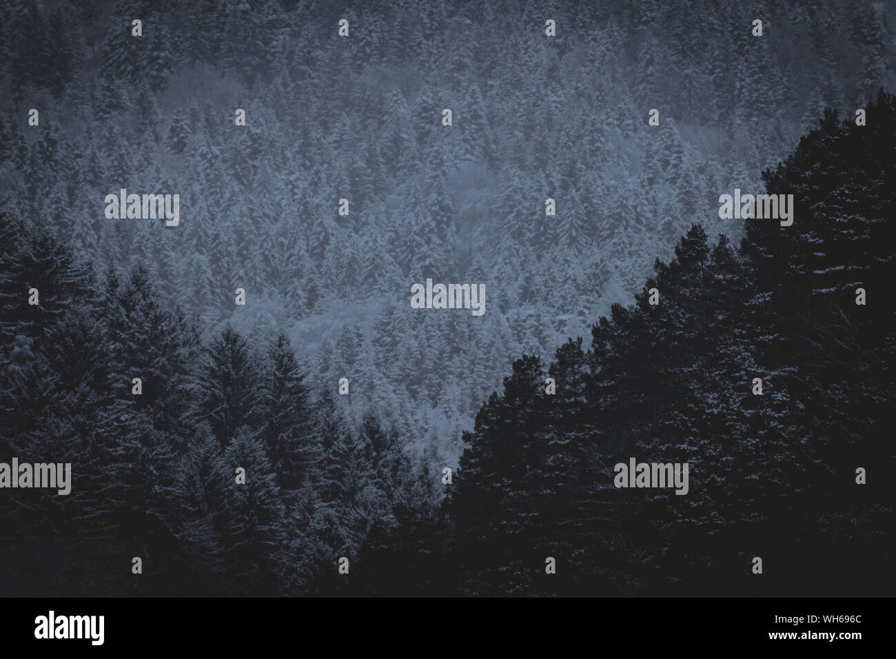 Night winter pine trees hi-res stock photography and images - Alamy