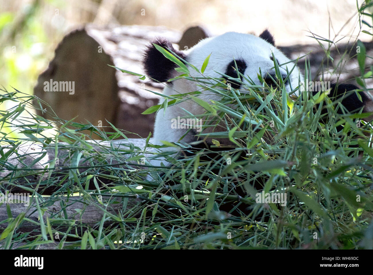 Meng meng jiao qing hi-res stock photography and images - Alamy