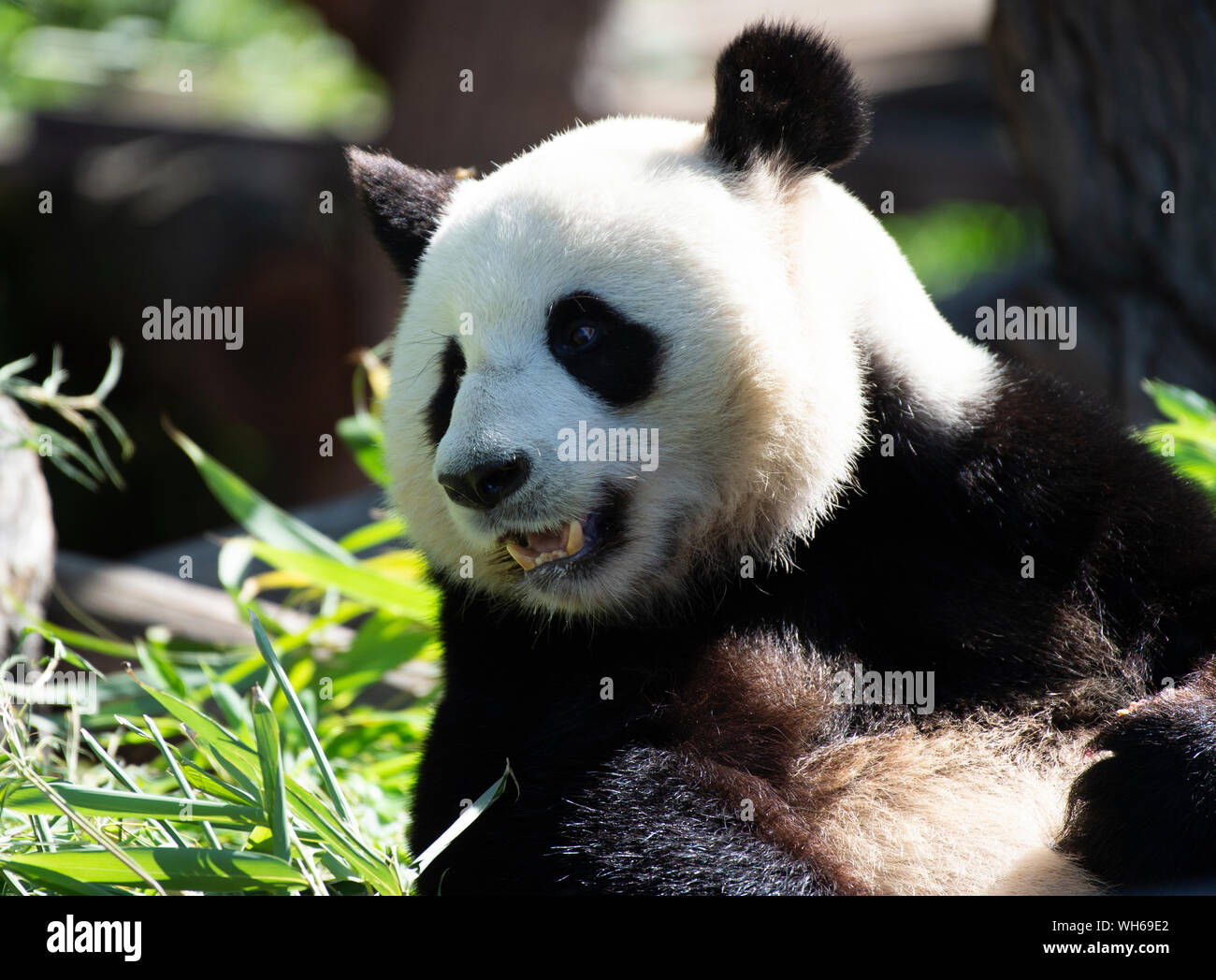 Meng meng jiao qing hi-res stock photography and images - Alamy