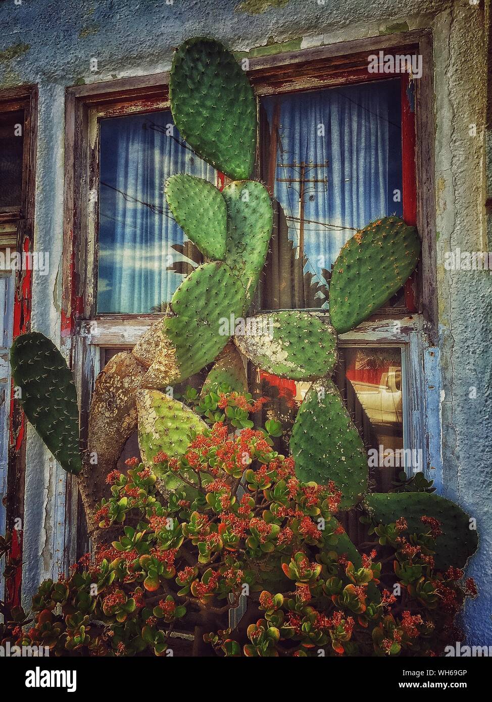 Damaged cactus hi-res stock photography and images - Alamy