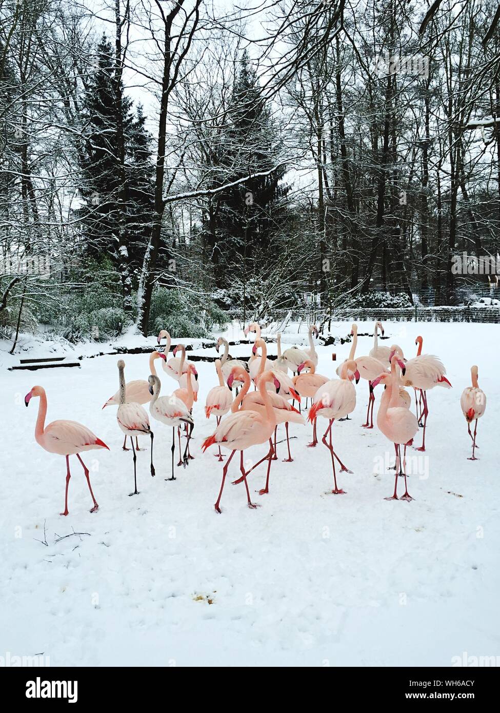 Winter snow cold flamingo flamingos hi-res stock photography and images ...