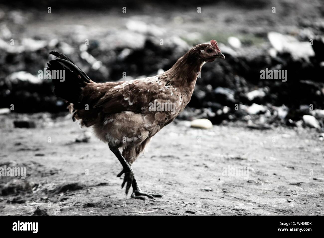 Chicken hen walking hi-res stock photography and images - Alamy