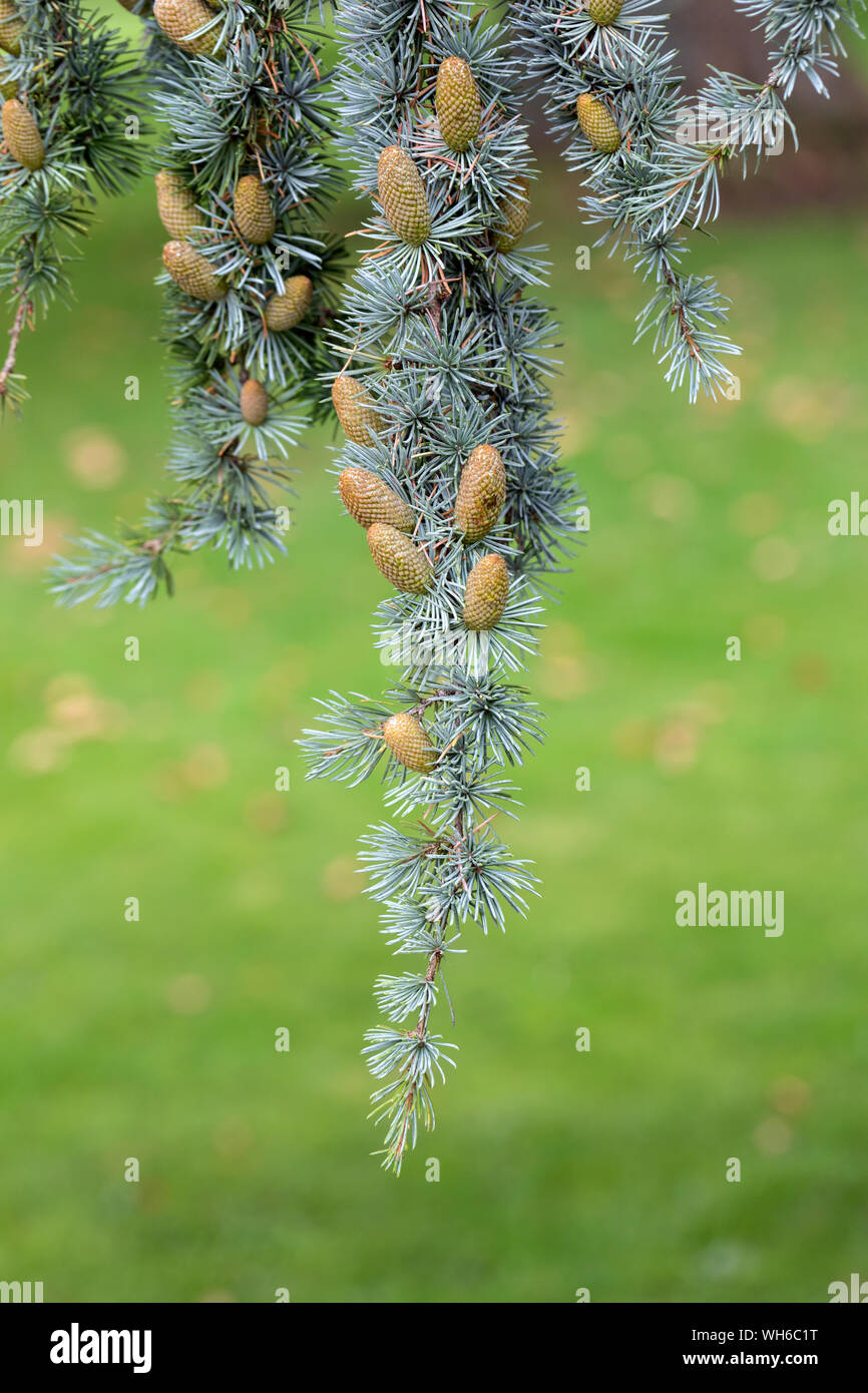 Cedrus atlantica glauca hi-res stock photography and images - Alamy