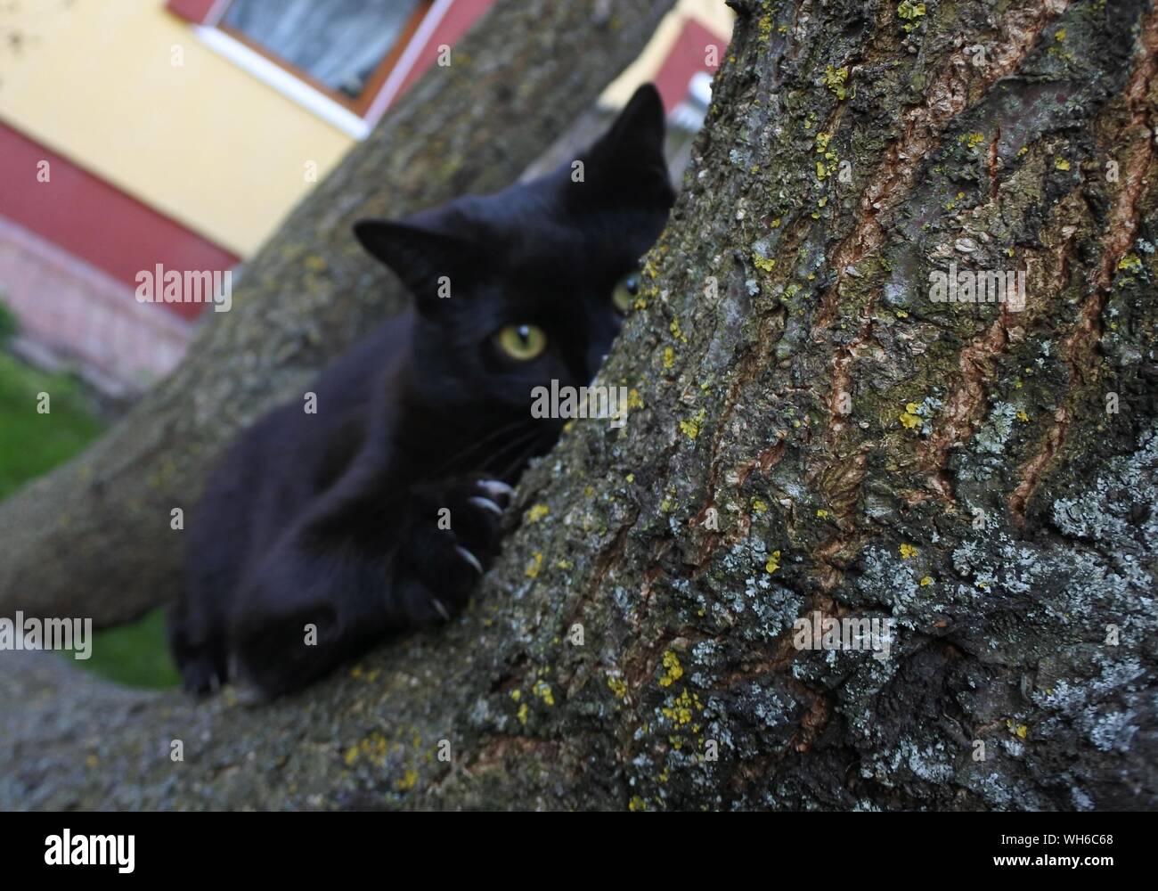 Black cat tree hi-res stock photography and images - Alamy