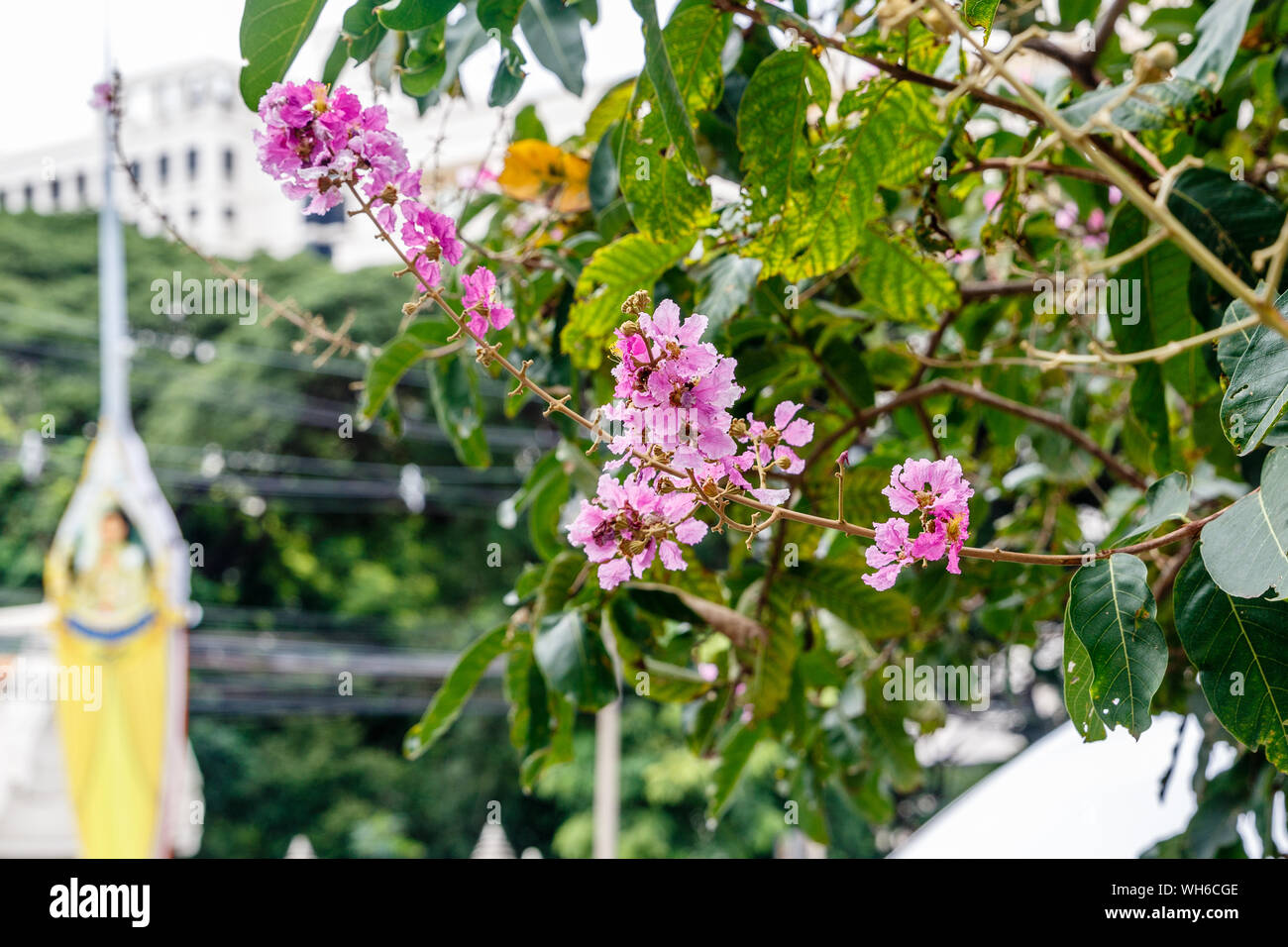 Lagerstroemia hi-res stock photography and images - Alamy