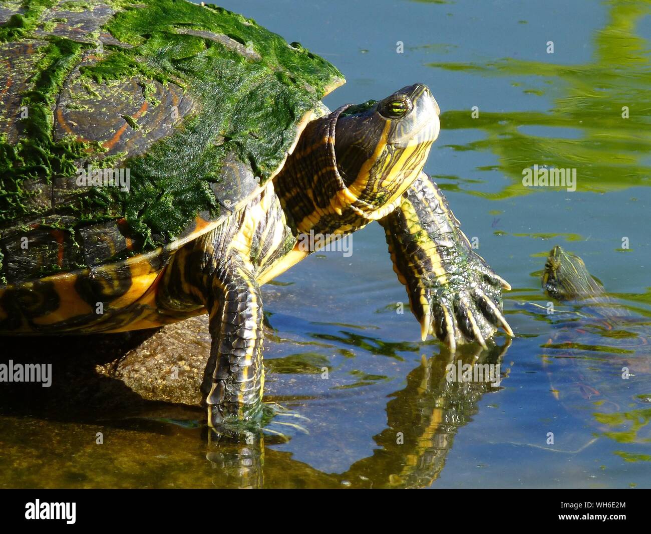 Turtle shell hi-res stock photography and images - Alamy