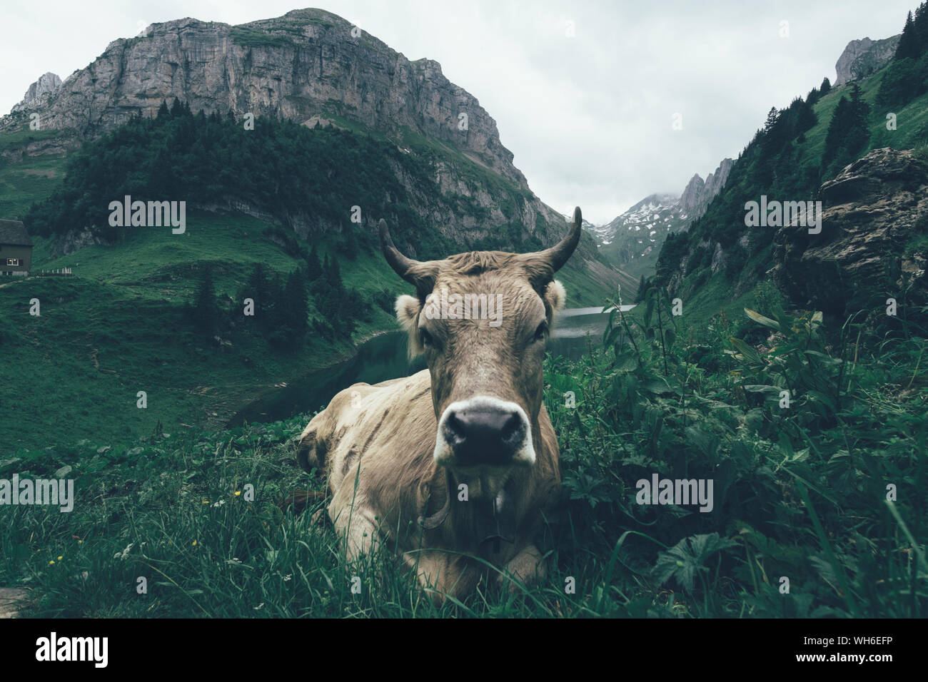 Swiss cow alps hi-res stock photography and images - Alamy