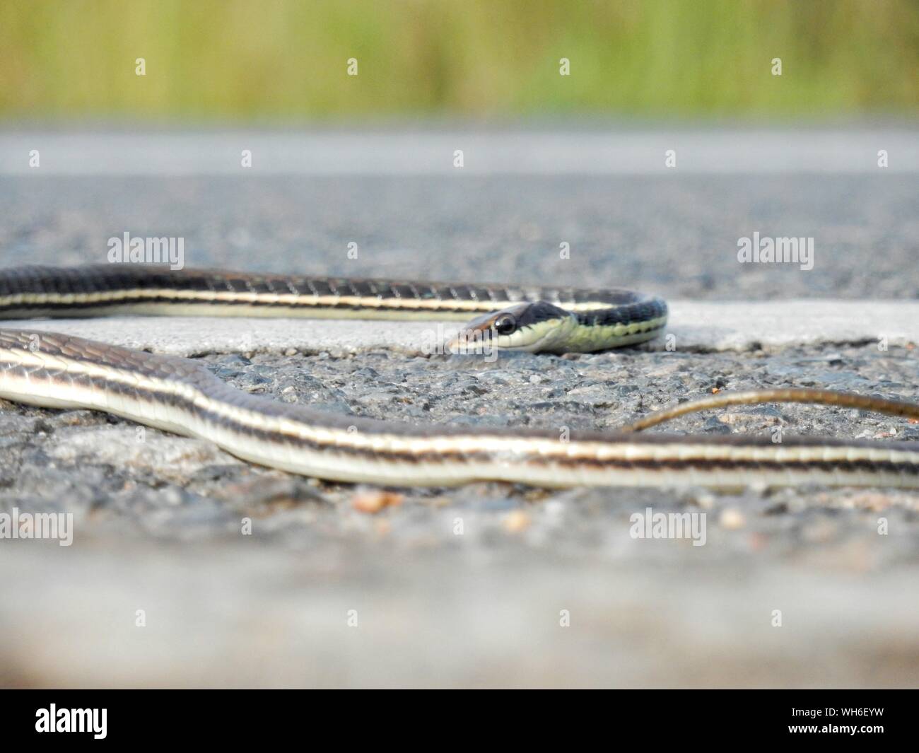 Snake in the road hi-res stock photography and images - Alamy