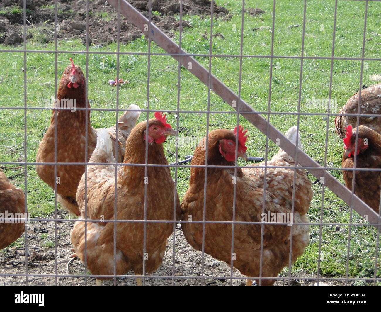 Chicken through fence hi-res stock photography and images - Alamy