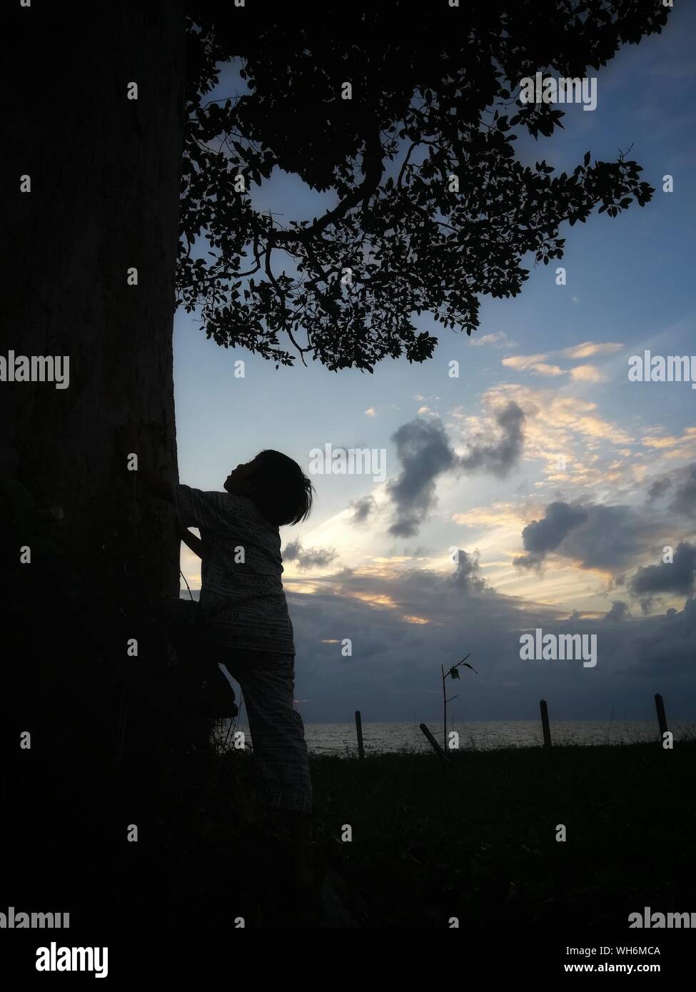 Boy climbing tree boys hi-res stock photography and images - Alamy