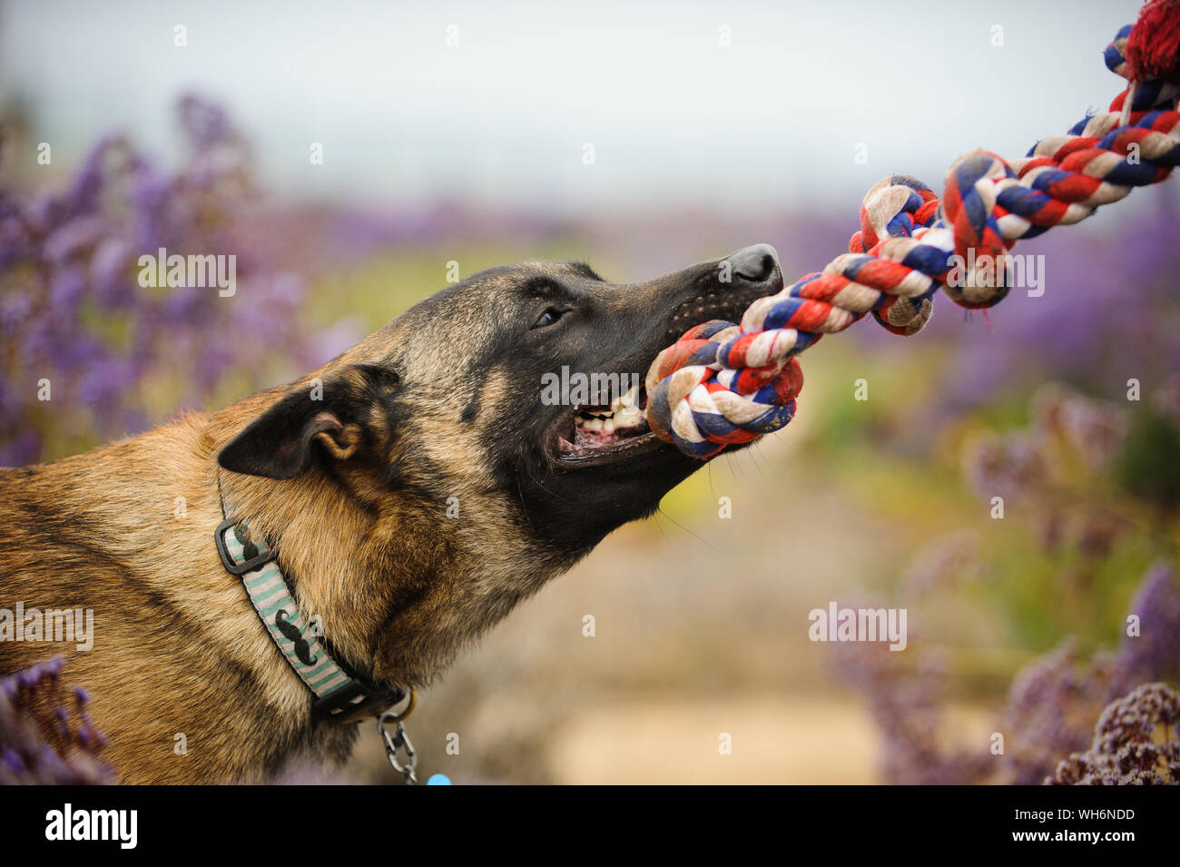 Belgian malinois malinois hi-res stock photography and images - Alamy