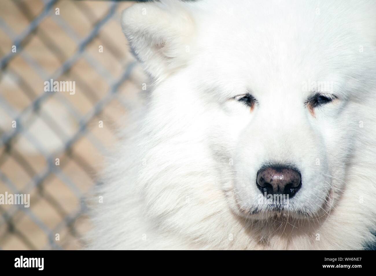 Great pyrenees hi-res stock photography and images - Alamy