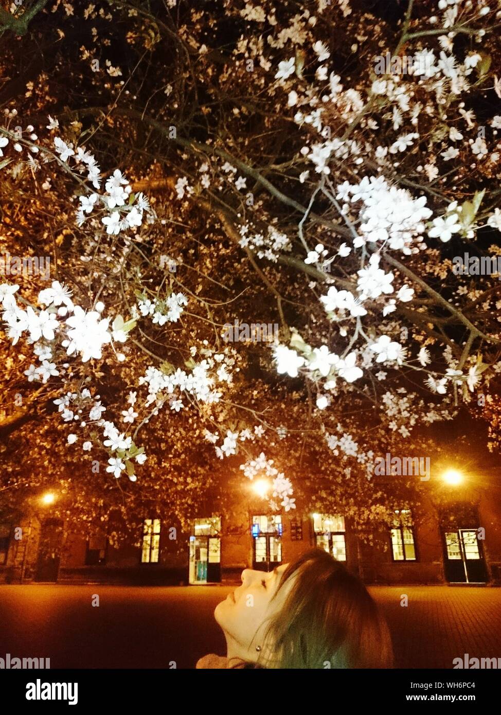Cherry blossom by night hi-res stock photography and images - Alamy