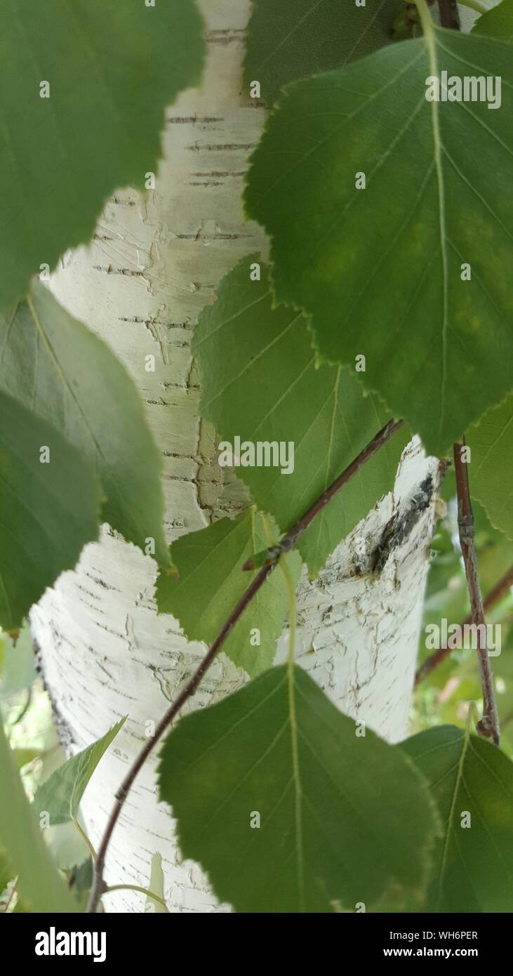 Tree leaves hanging hi-res stock photography and images - Alamy