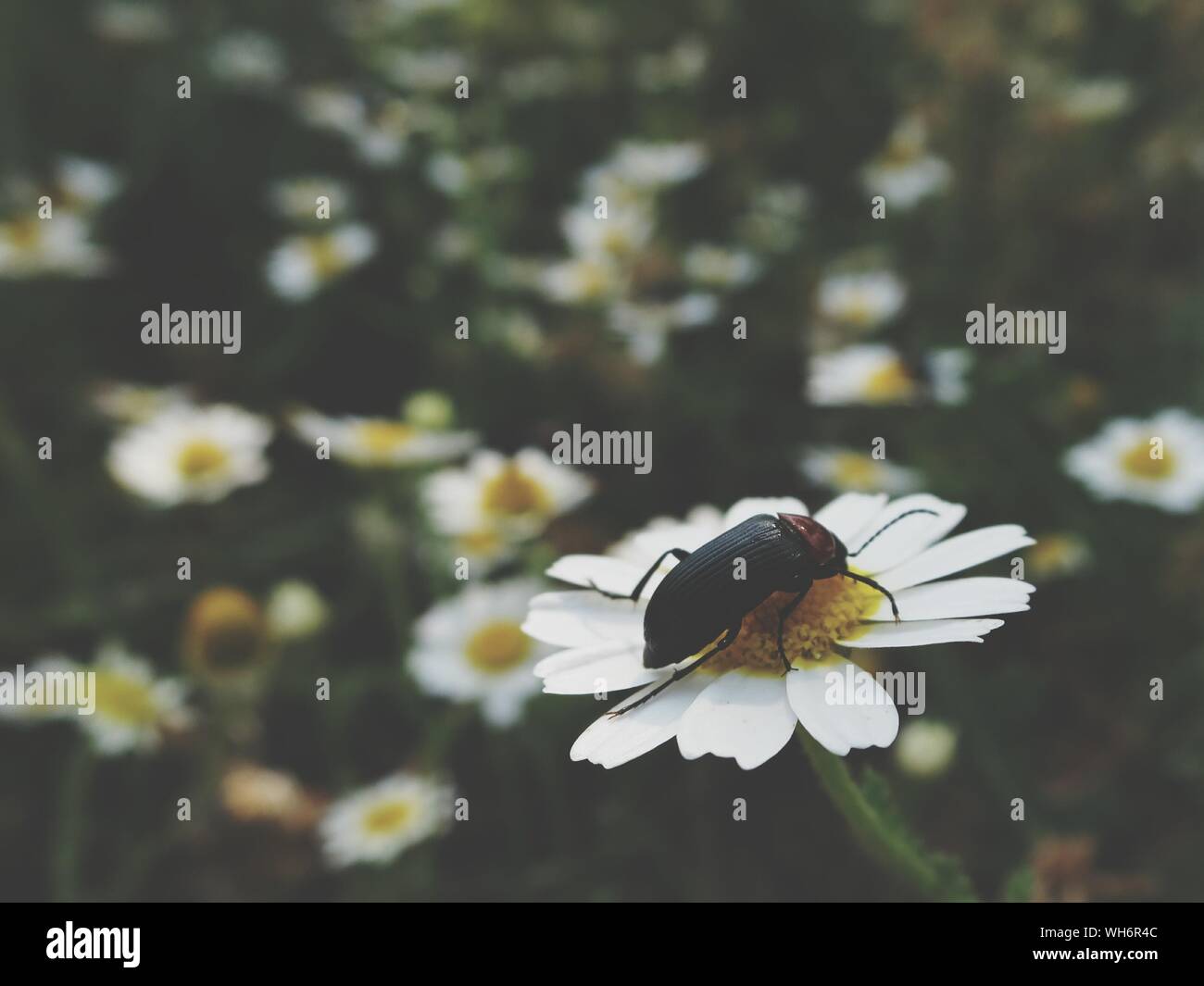 Daisy flower beetle hi-res stock photography and images - Alamy