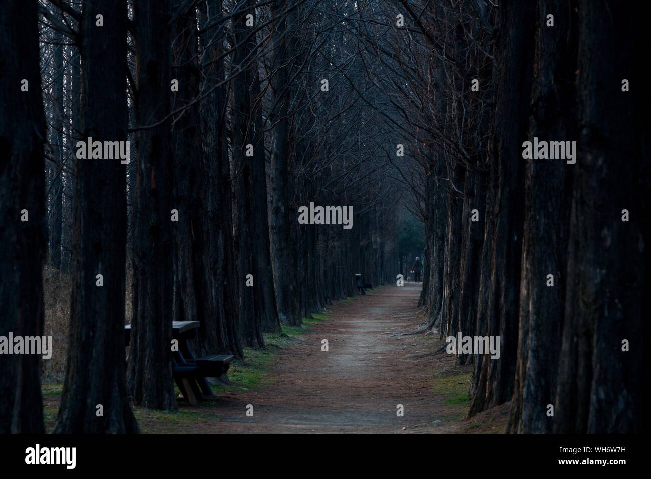 Dense pathway hi-res stock photography and images - Alamy