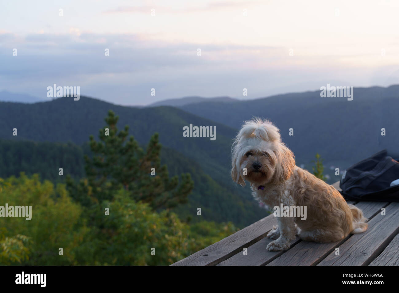 Cute dog enjoying nature at sunset Stock Photo - Alamy