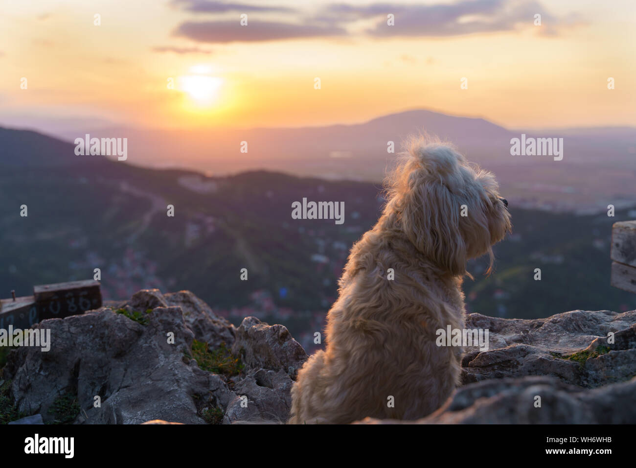 Cute dog enjoying nature at sunset Stock Photo - Alamy