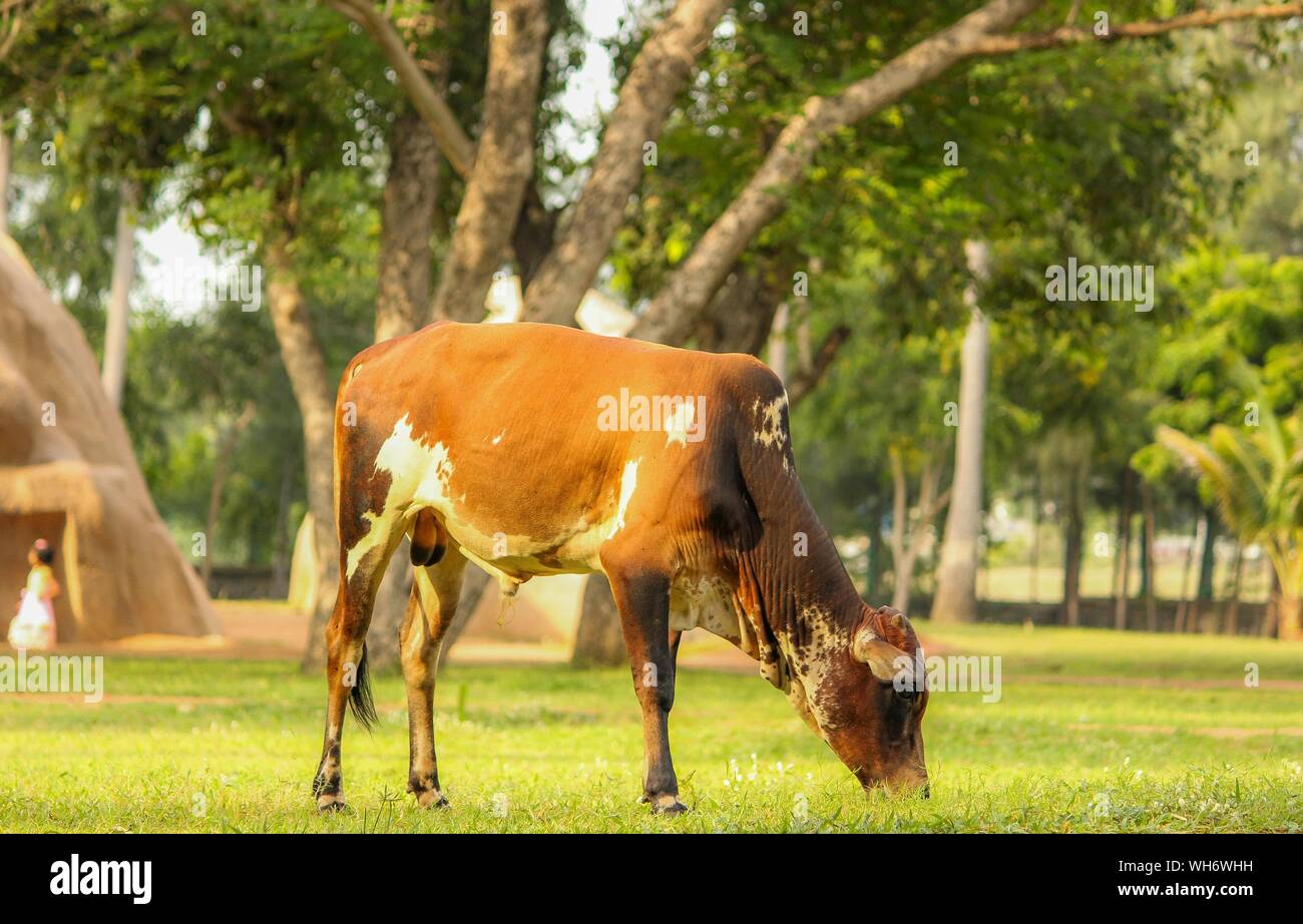 Side view cow hi-res stock photography and images - Alamy