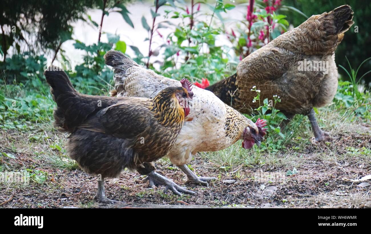 Hens Field High Resolution Stock Photography and Images - Alamy