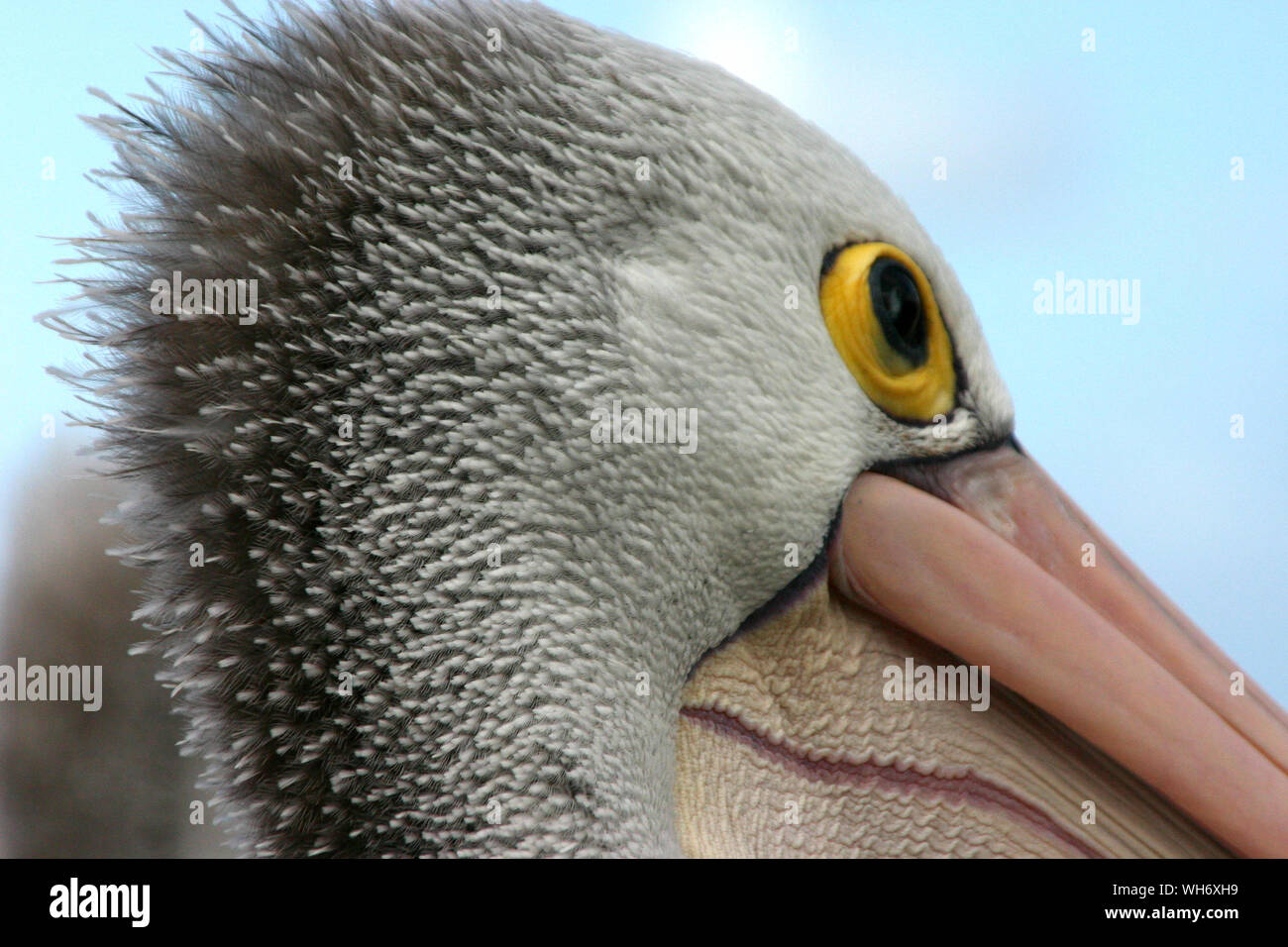 Australian pelican eye hi-res stock photography and images - Alamy
