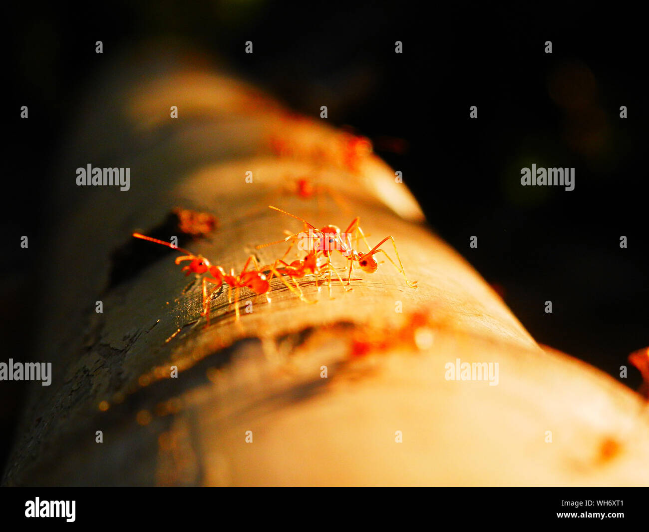 Ant in the night hi-res stock photography and images - Alamy