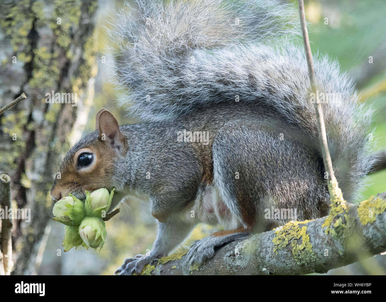 Eastern gray squirrel holding food hi-res stock photography and images ...