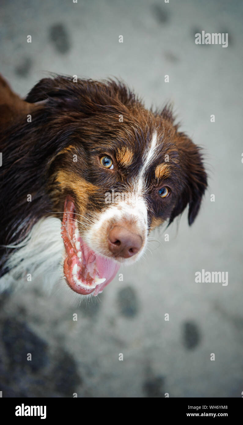 Bernese mountain dog portrait hi-res stock photography and images - Alamy