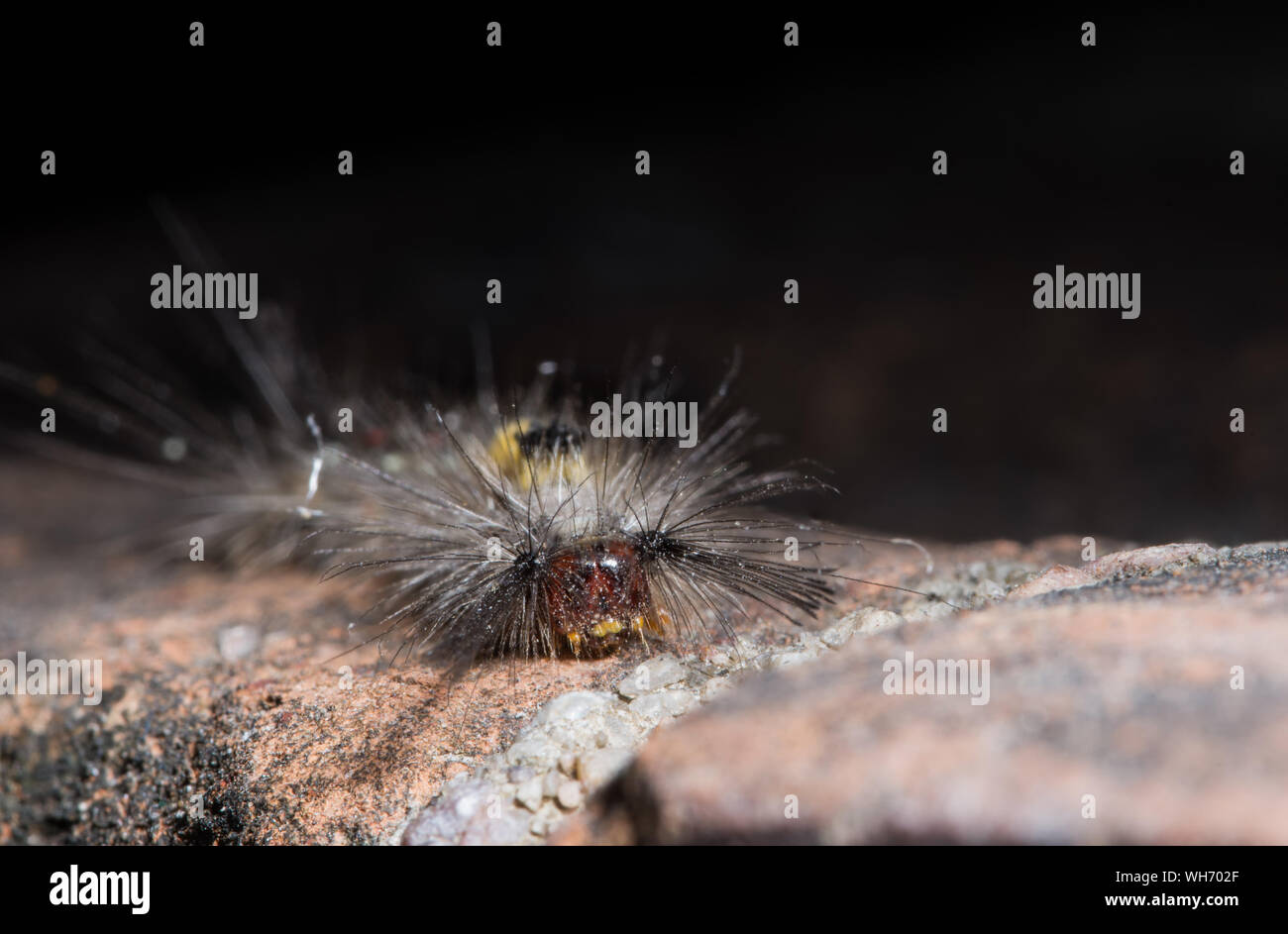 Spiked Caterpillar High Resolution Stock Photography and Images - Alamy