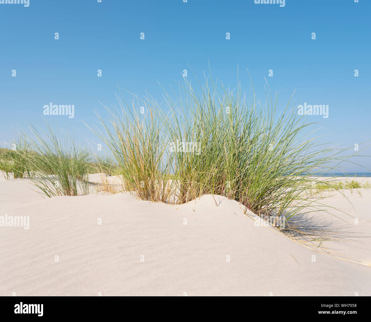 marram grass or sand reed on sand of dune with shadows from summer sun ...