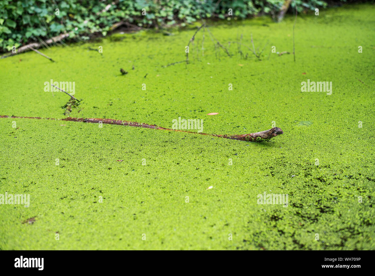 Moss covered lake hi-res stock photography and images - Alamy