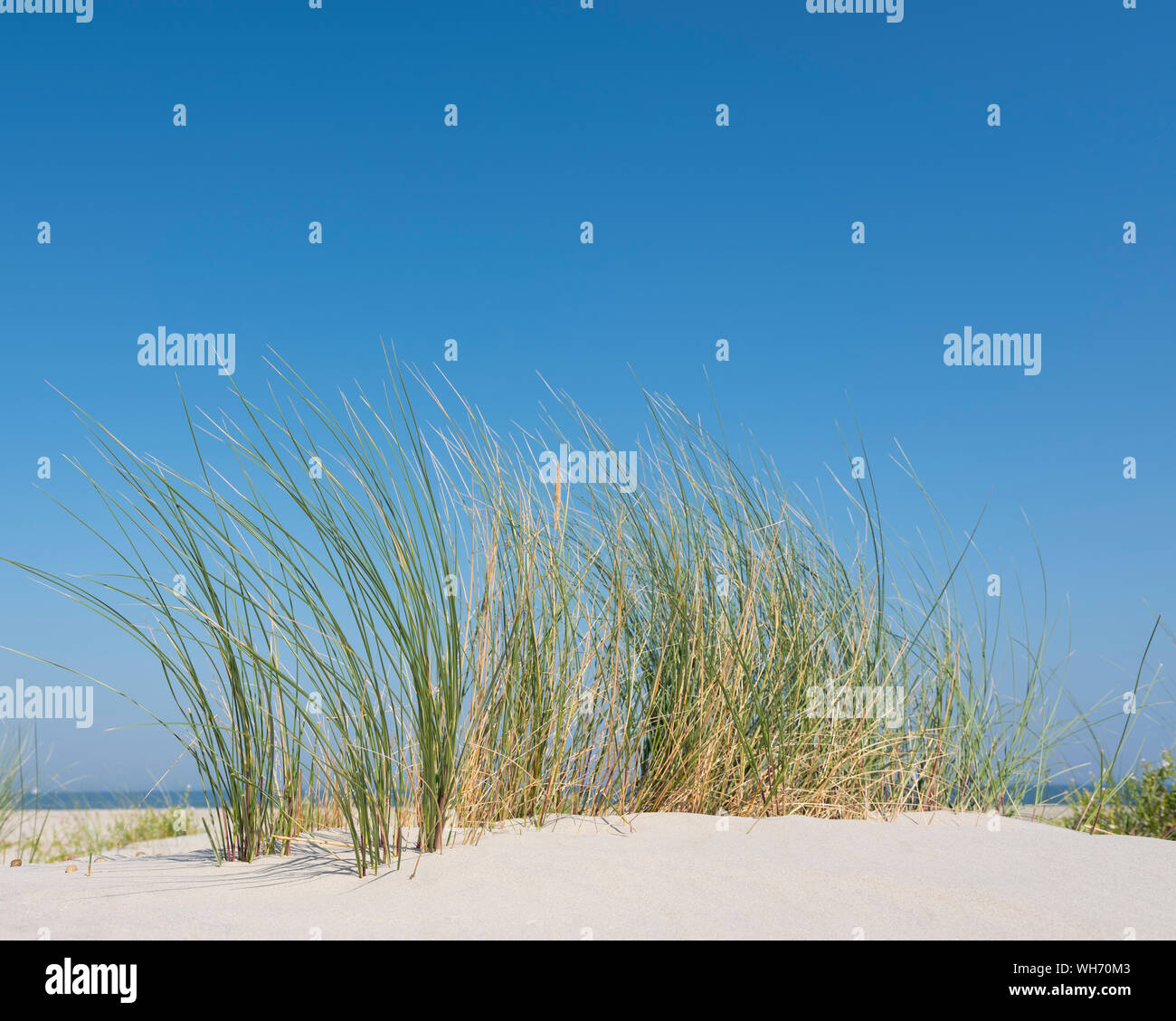 Marram grass landscape hi-res stock photography and images - Alamy