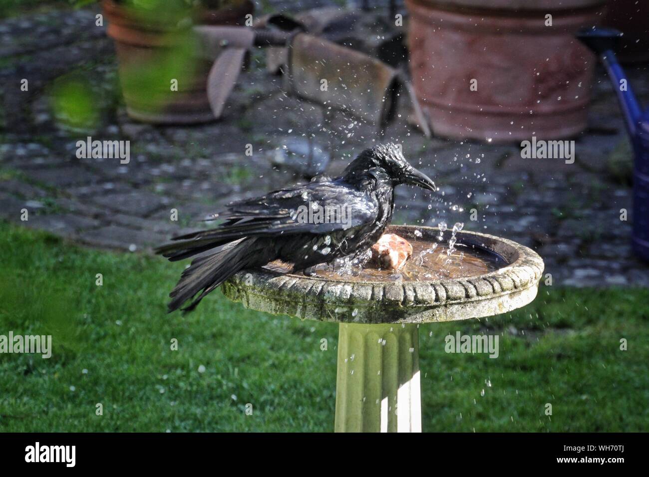 Crow behavior hi-res stock photography and images - Alamy