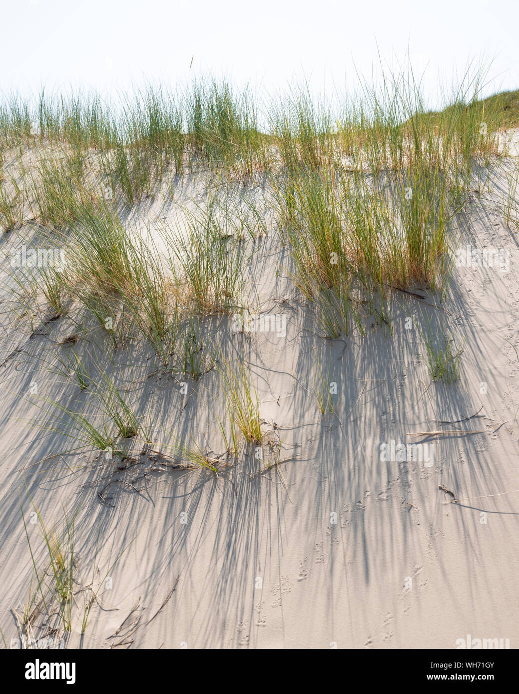 marram grass or sand reed on sand of dune with shadows from summer sun ...