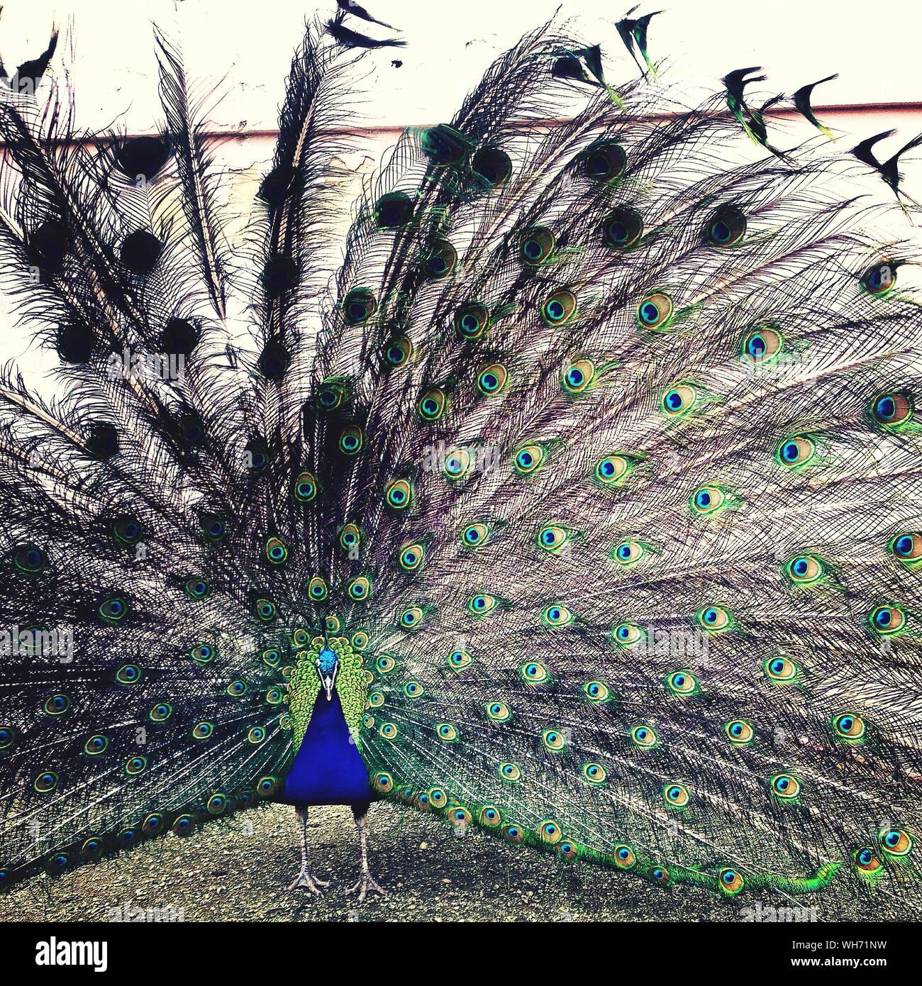 Peacock open feathers hi-res stock photography and images - Alamy