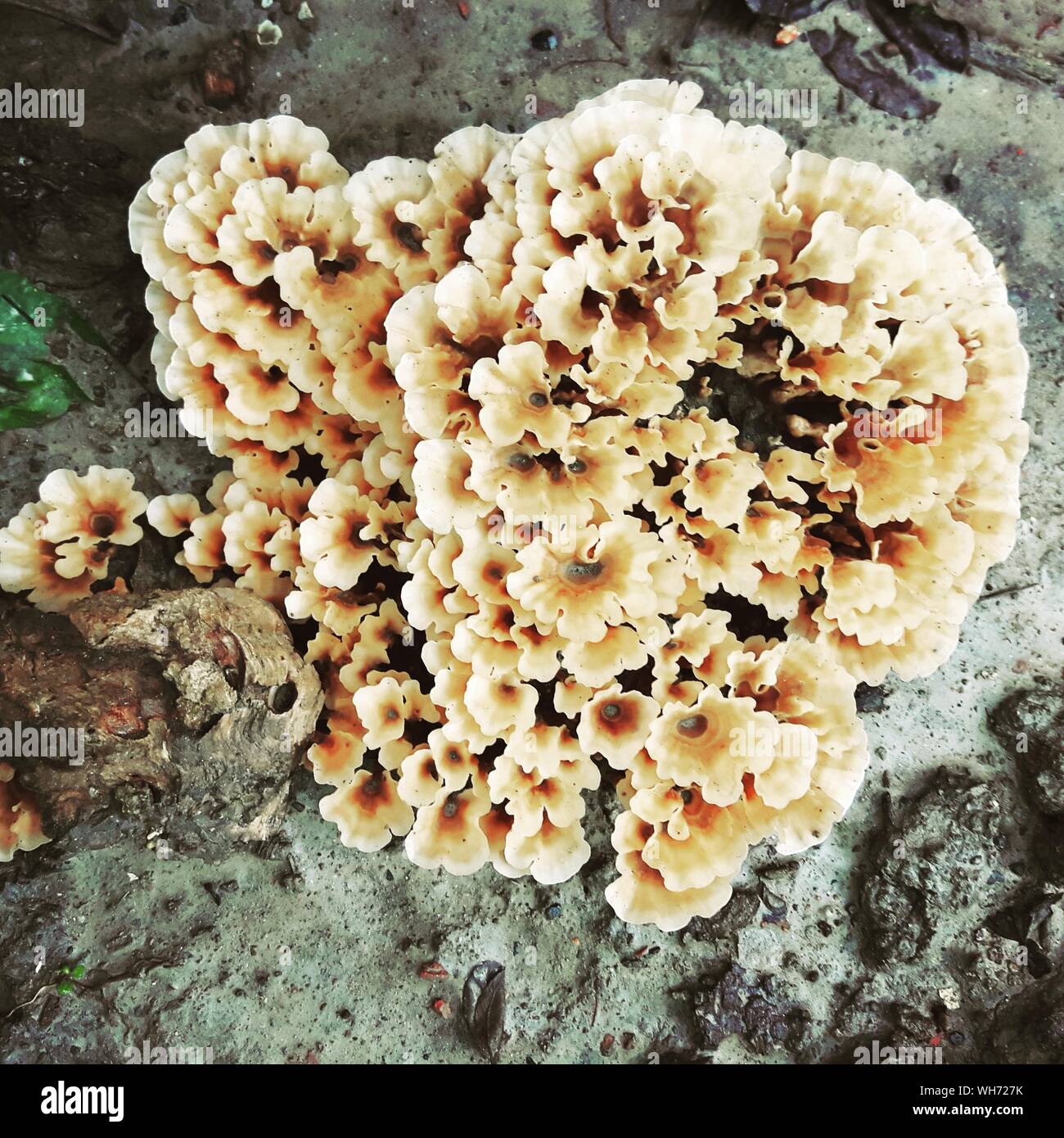 Fungus on wall hi-res stock photography and images - Alamy