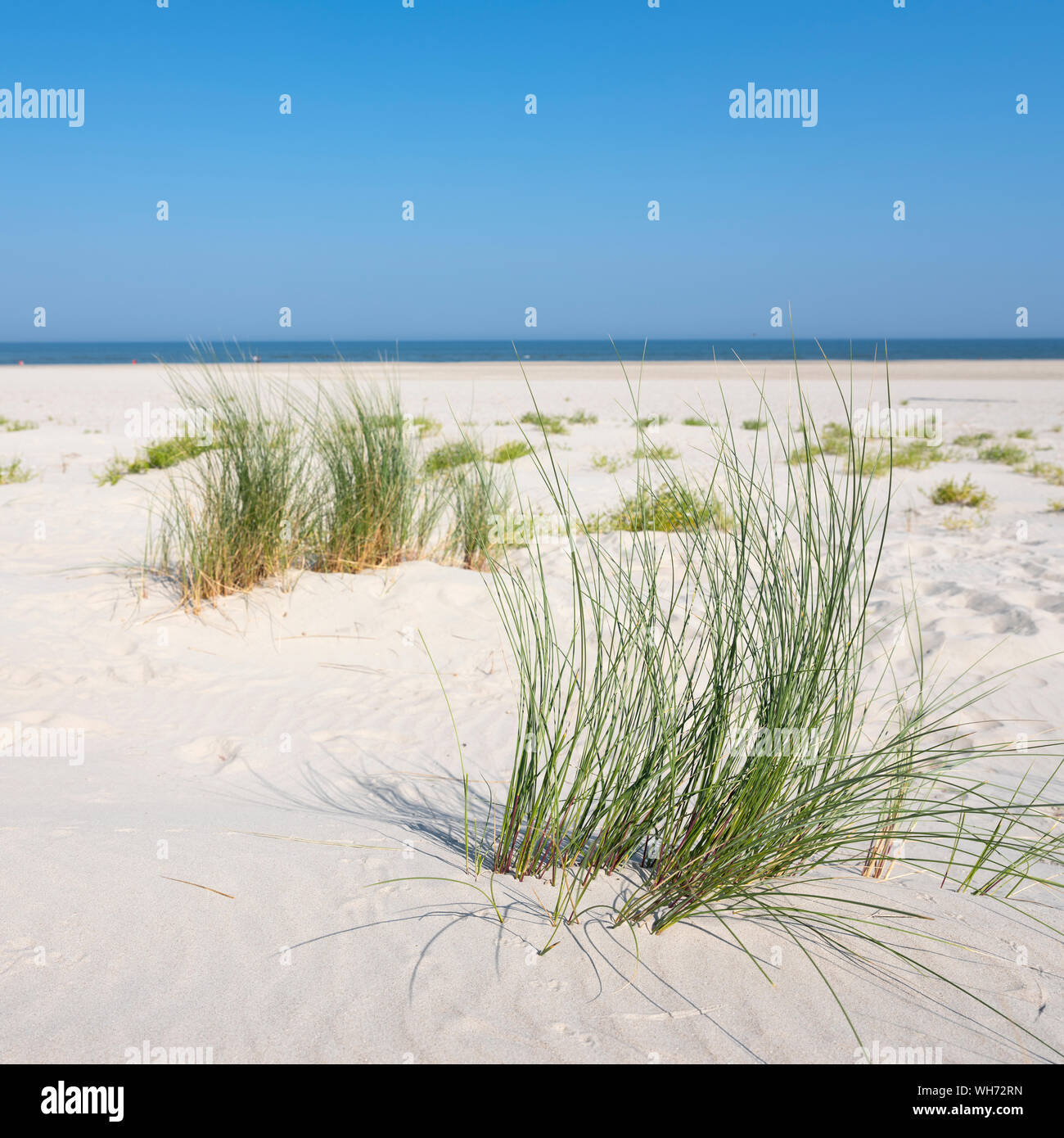 marram grass or sand reed on sand of dune with shadows from summer sun ...