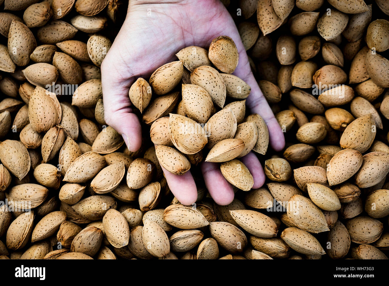 Almonds hand almond harvesting hi-res stock photography and images - Alamy