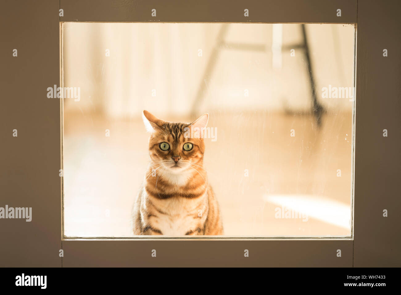 Portrait through glass hi-res stock photography and images - Alamy