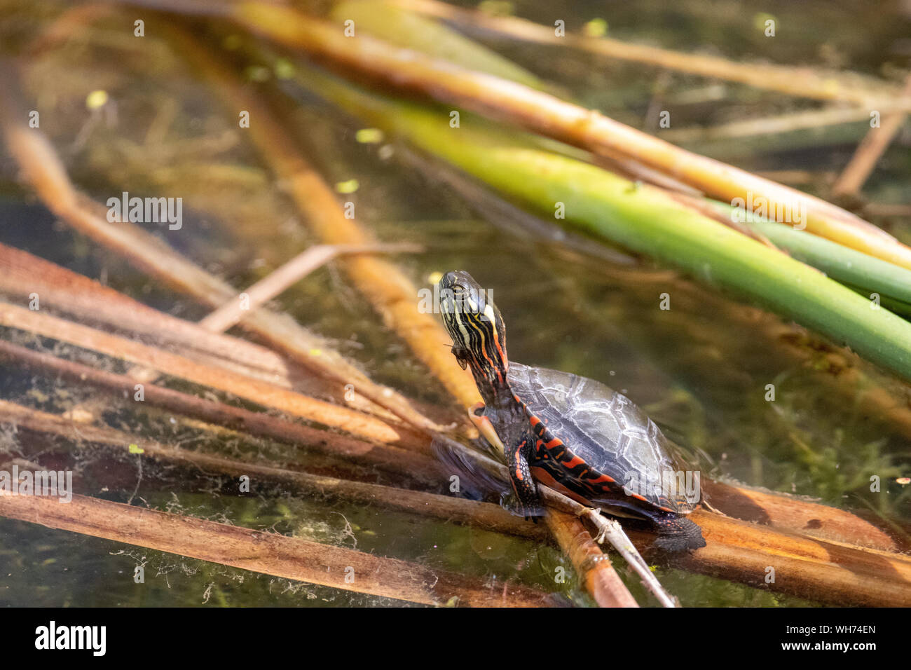 Baby Painted turtle in swamp Stock Photo - Alamy