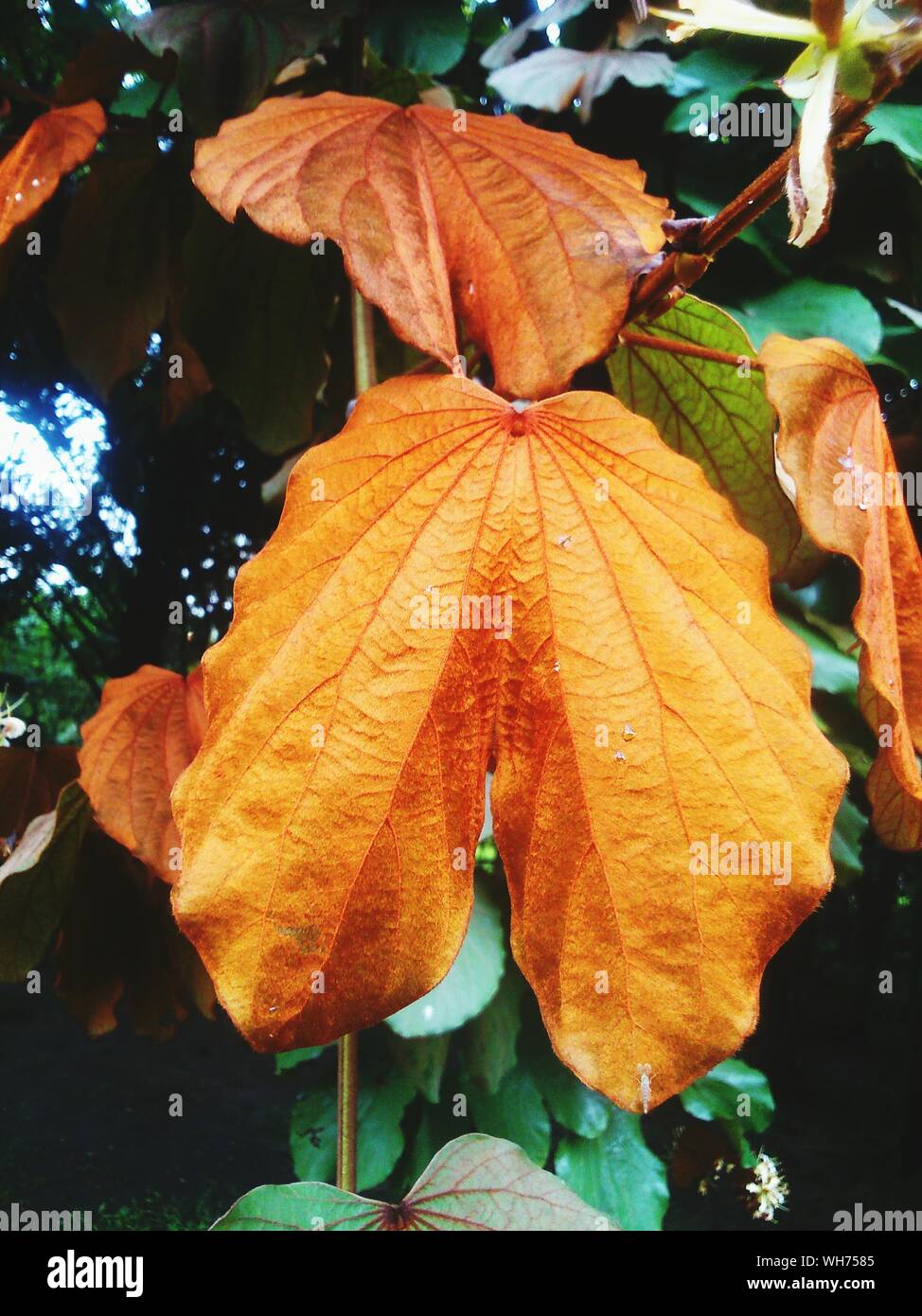 Fading hi-res stock photography and images - Alamy