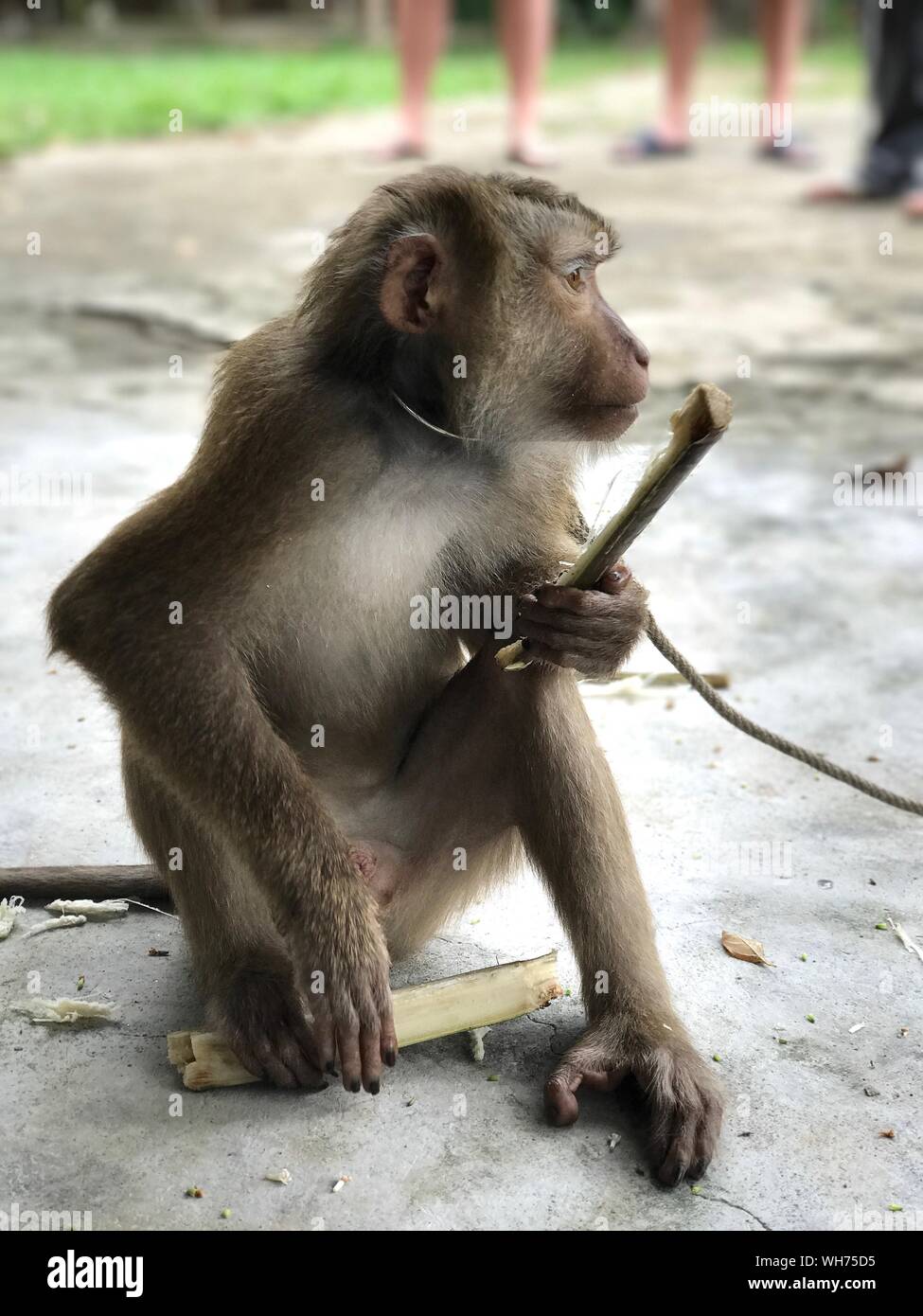 Tied monkey hi-res stock photography and images - Alamy