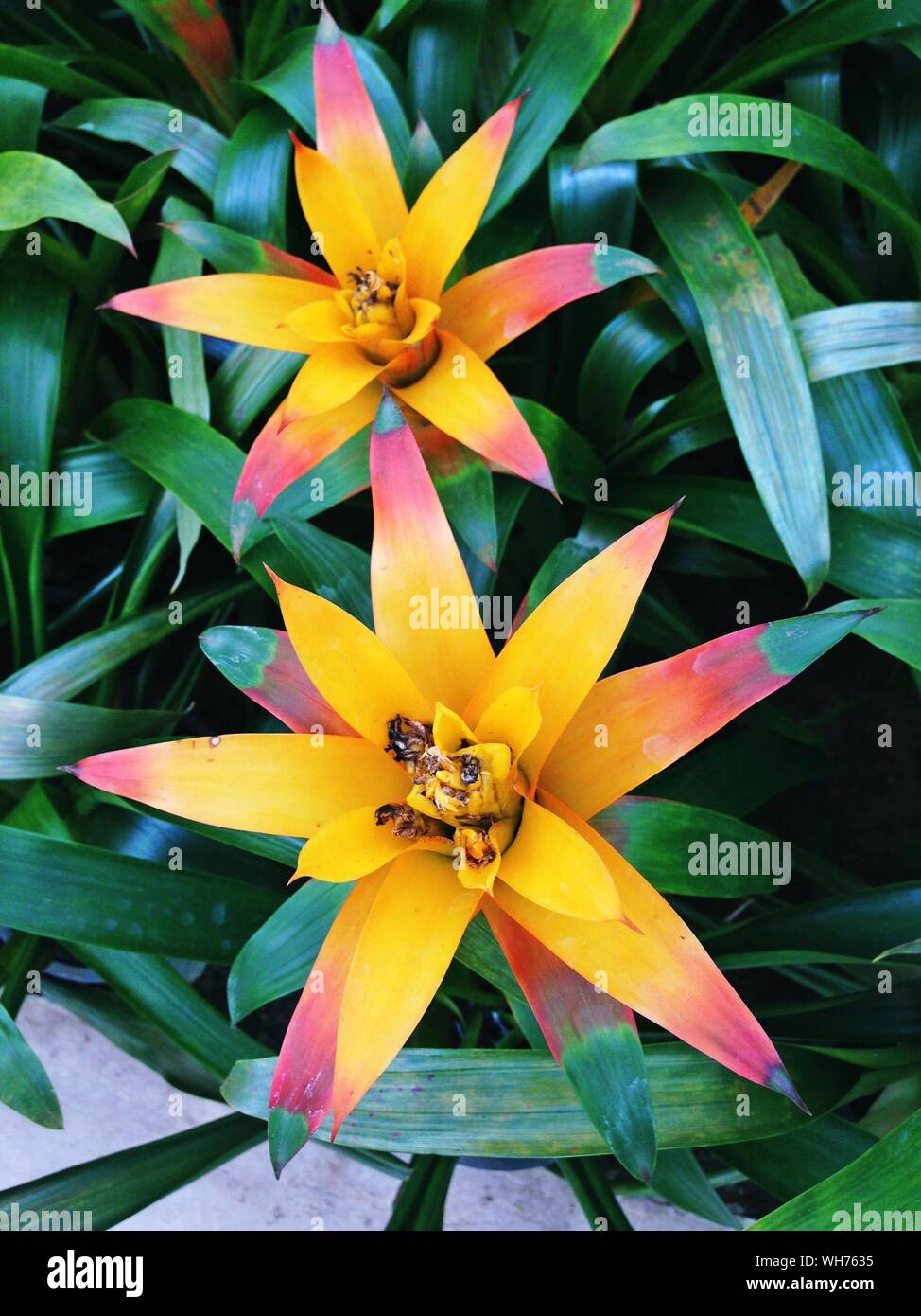 Yellow bromeliad hi-res stock photography and images - Alamy