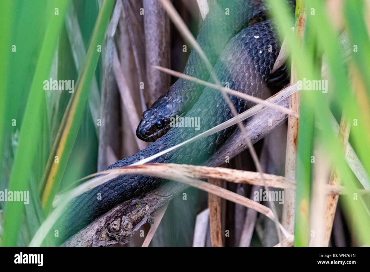 Northern water snake basking in swamp environment Stock Photo - Alamy