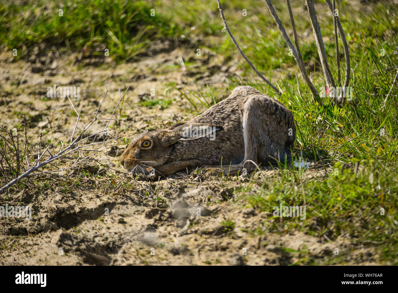 Rabbit camouflage hi-res stock photography and images - Alamy