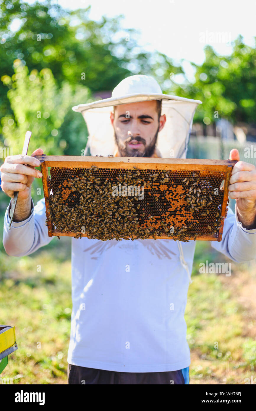 Close up hive hi-res stock photography and images - Alamy