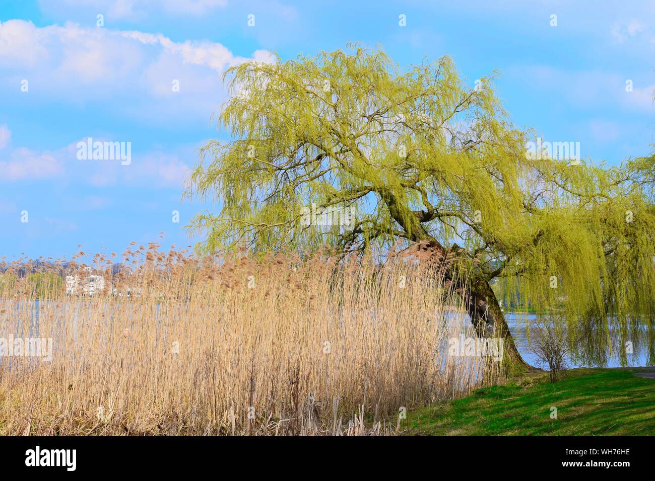 Tree at grass hi-res stock photography and images - Alamy