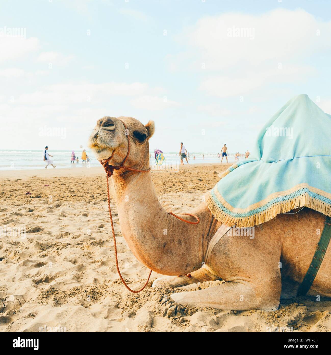 Camel saddle textile hi-res stock photography and images - Alamy