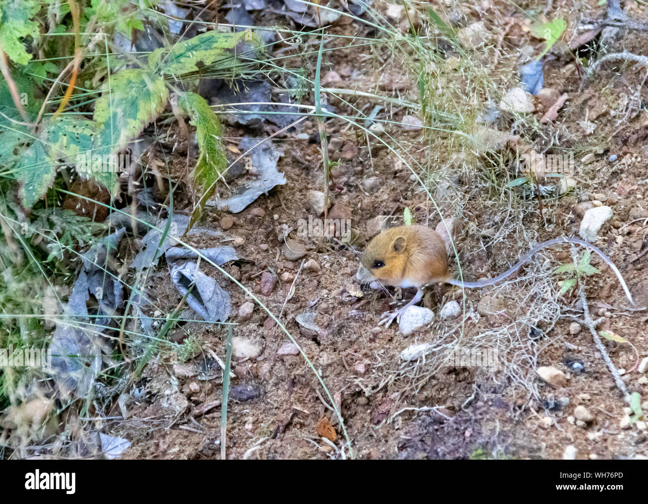 Woodland jumping mouse foraging in Algonquin Provincial Park Stock ...